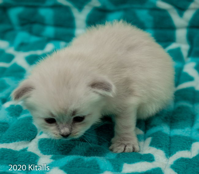 Kitails Siberian Kittens
