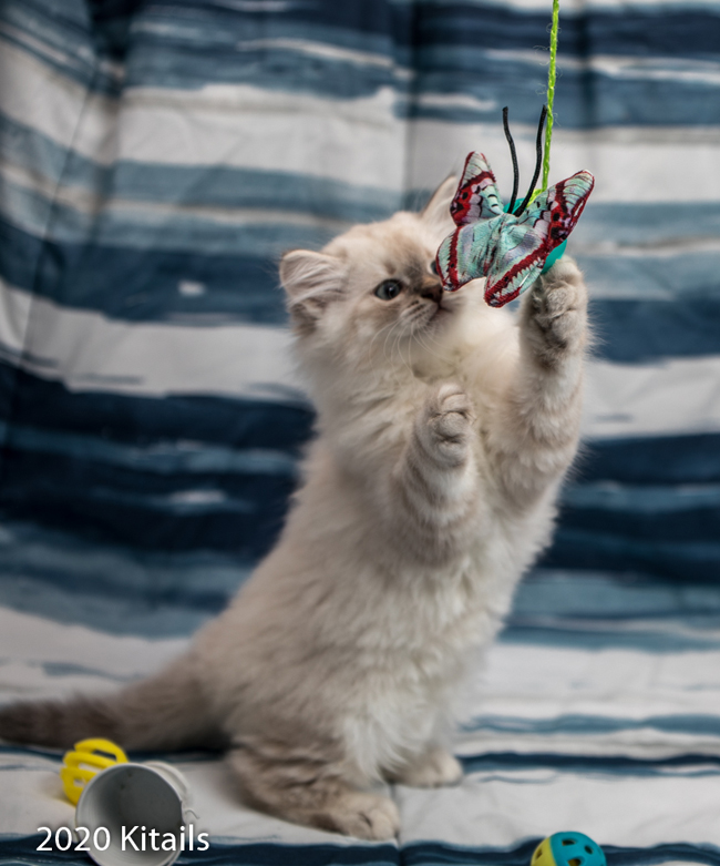 Kitails Siberian Kittens