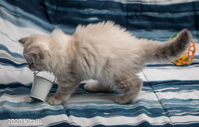 Kitails Siberian Kittens