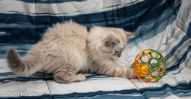 Kitails Siberian Kittens