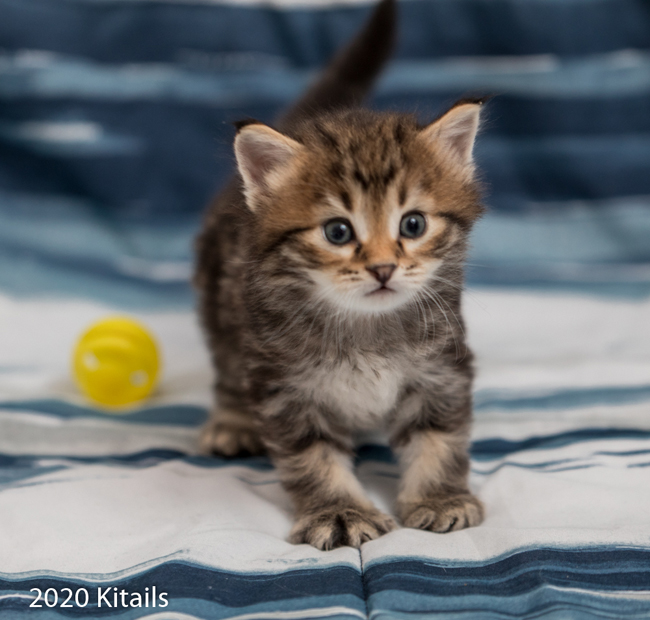 Kitails Siberian Kittens