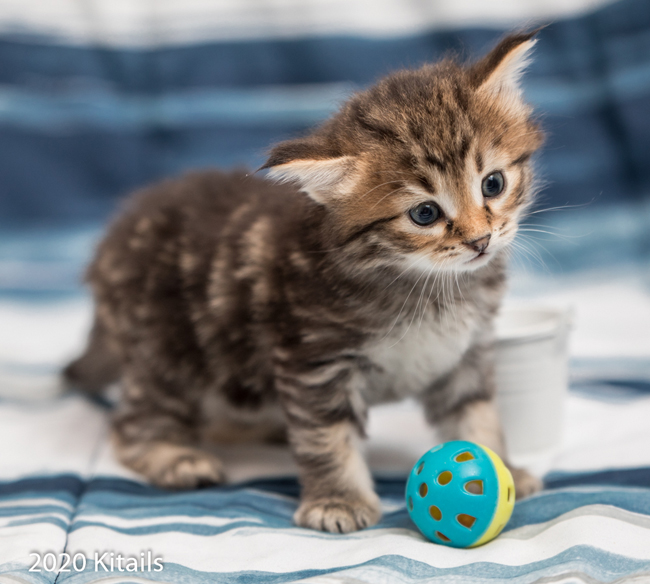 Kitails Siberian Kittens