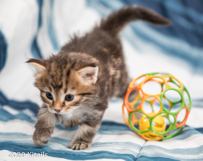 Kitails Siberian Kittens