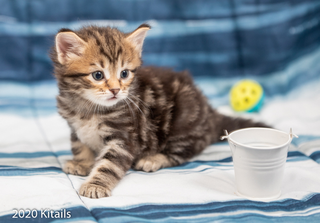 Kitails Siberian Kittens