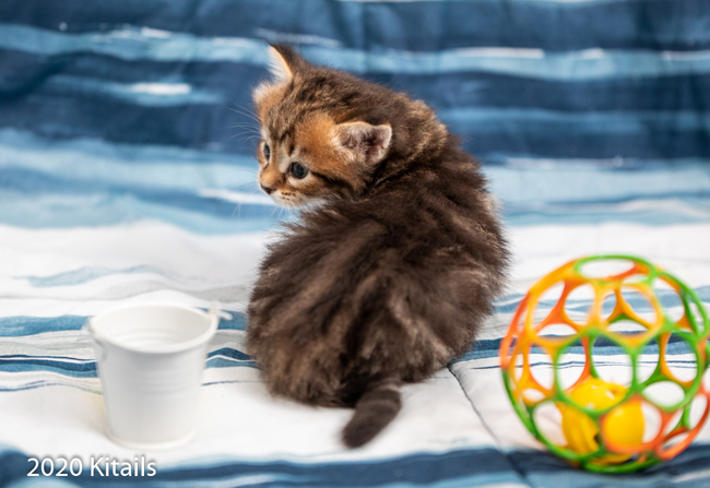 Kitails Siberian Kittens