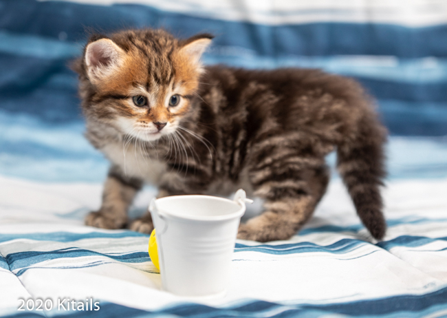 Kitails Siberian Kittens