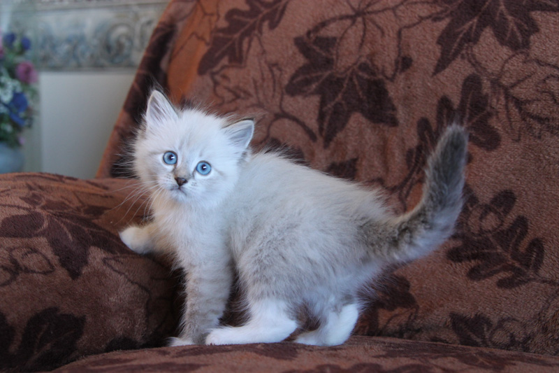 Kitails Siberian Kittens