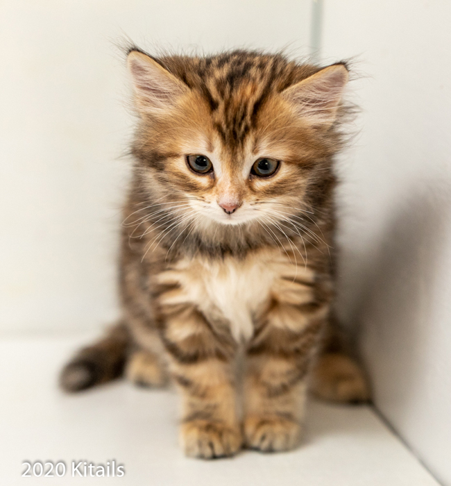 Kitails Siberian Kittens