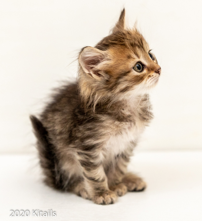Kitails Siberian Kittens