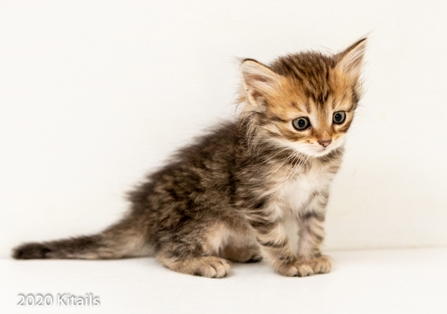 Kitails Siberian Kittens