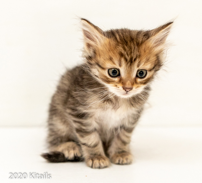 Kitails Siberian Kittens