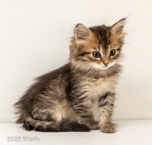 Kitails Siberian Kittens