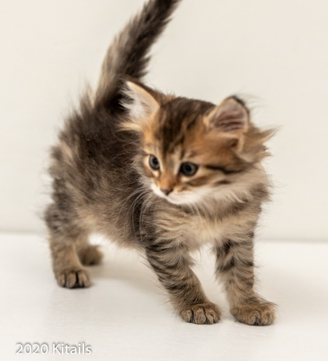 Kitails Siberian Kittens
