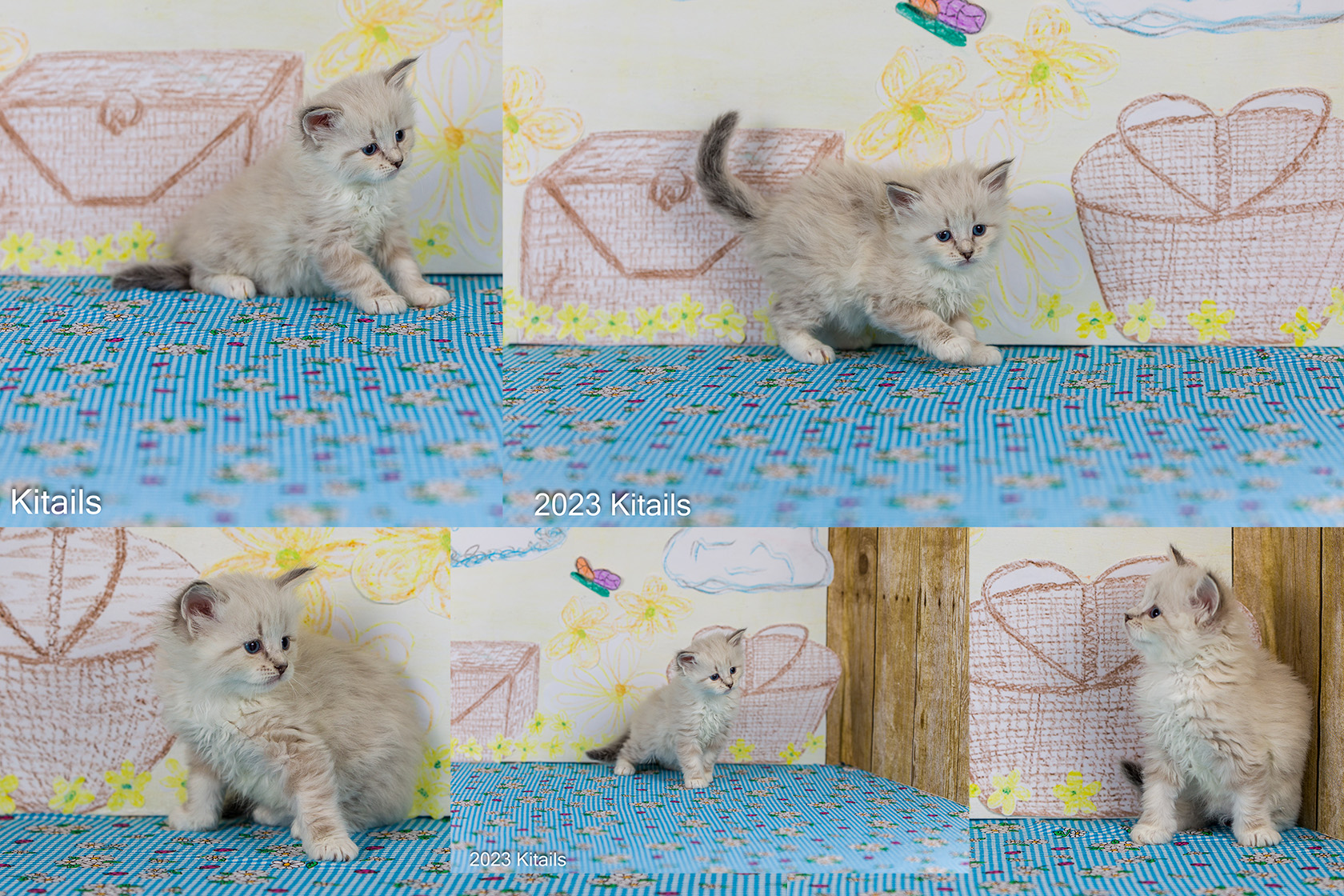 Kitails Siberian Kittens