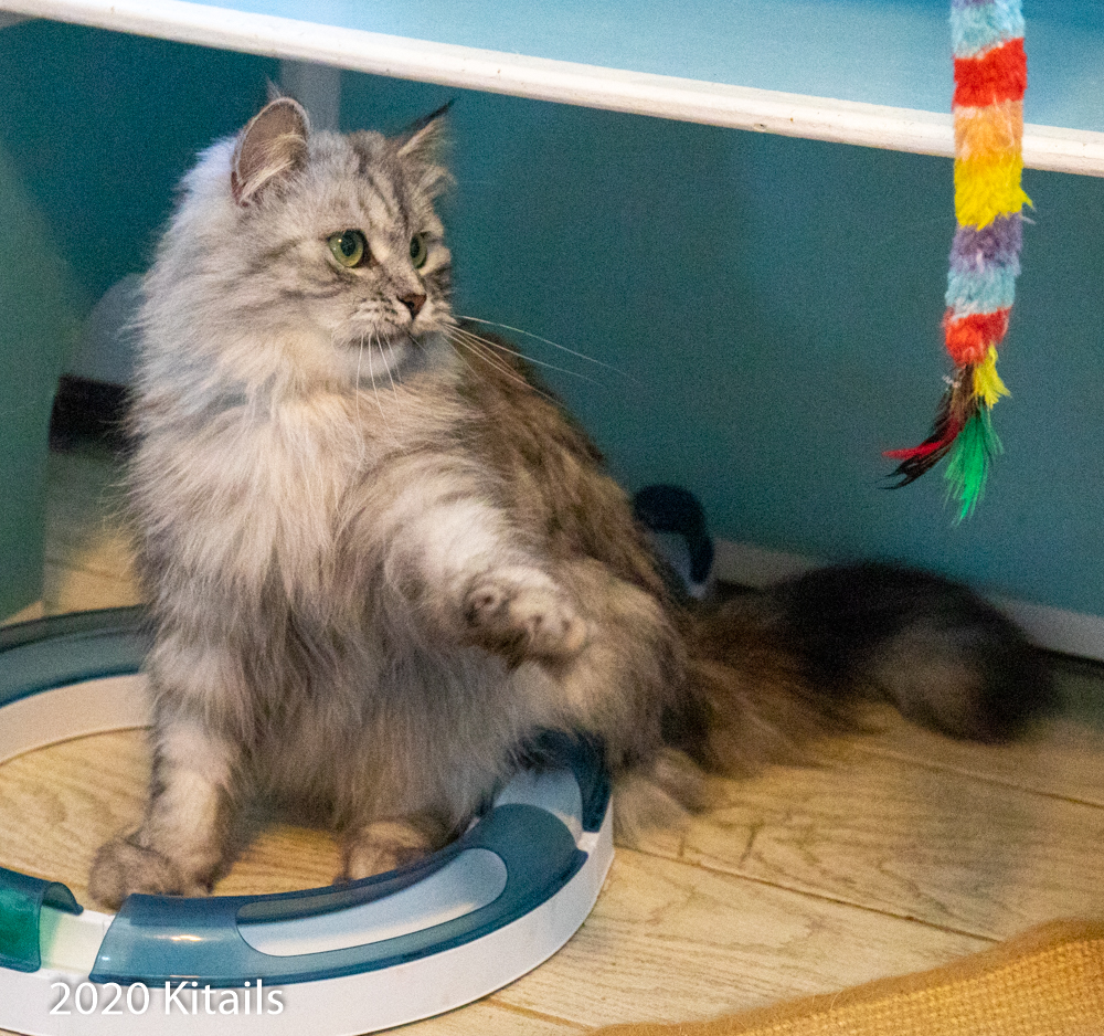 Kitails Siberian Available Cats