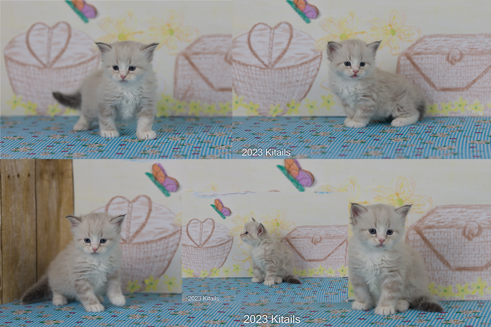 Kitails Siberian Kittens