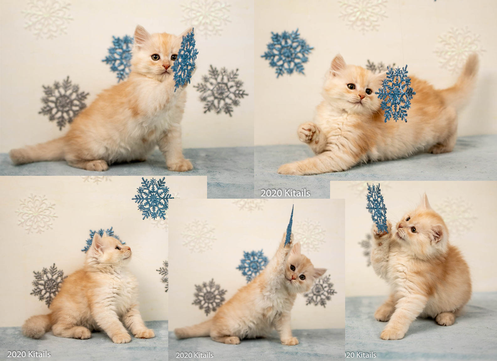 Kitails Siberian Kittens