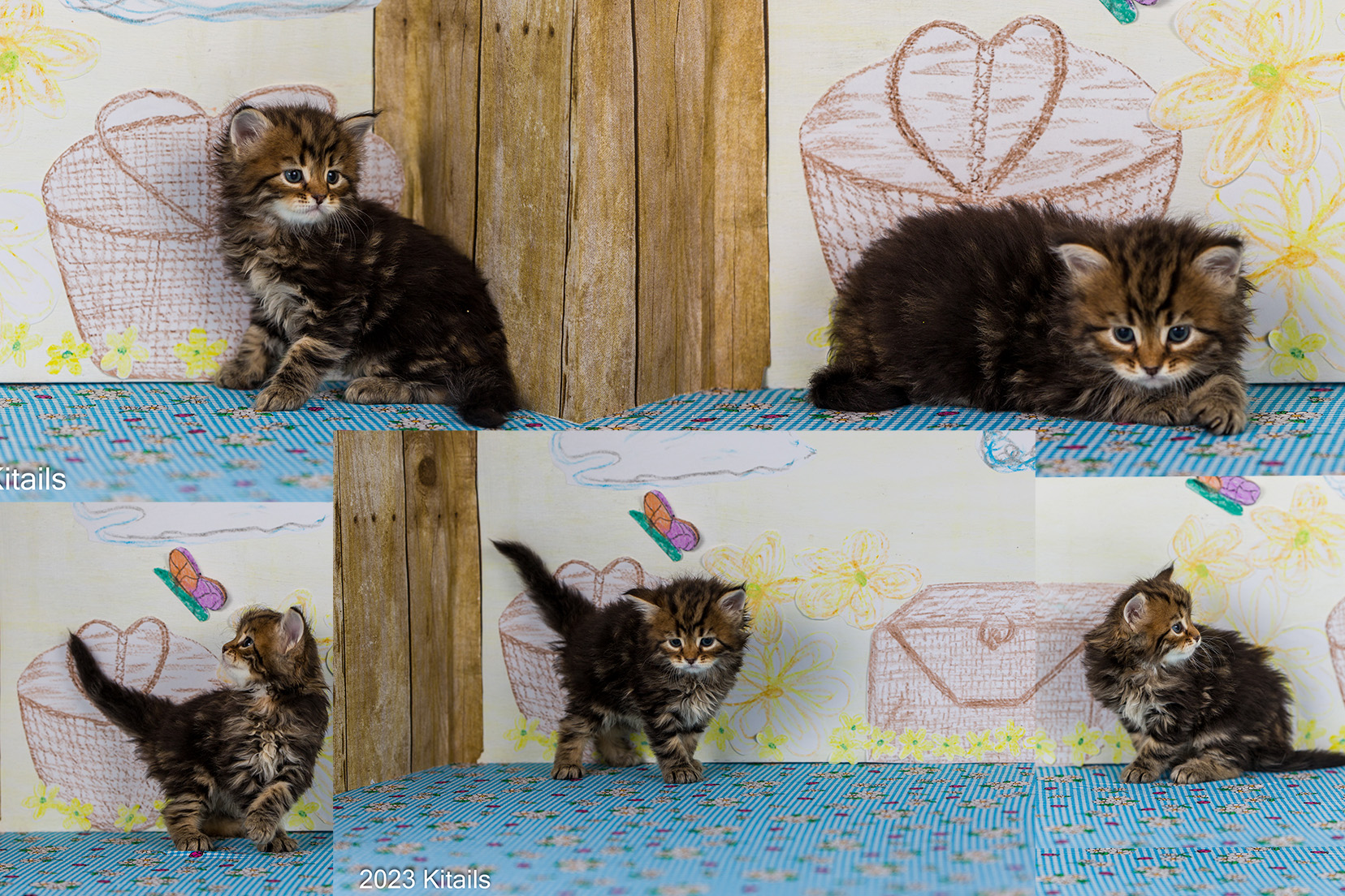 Kitails Siberian Kittens